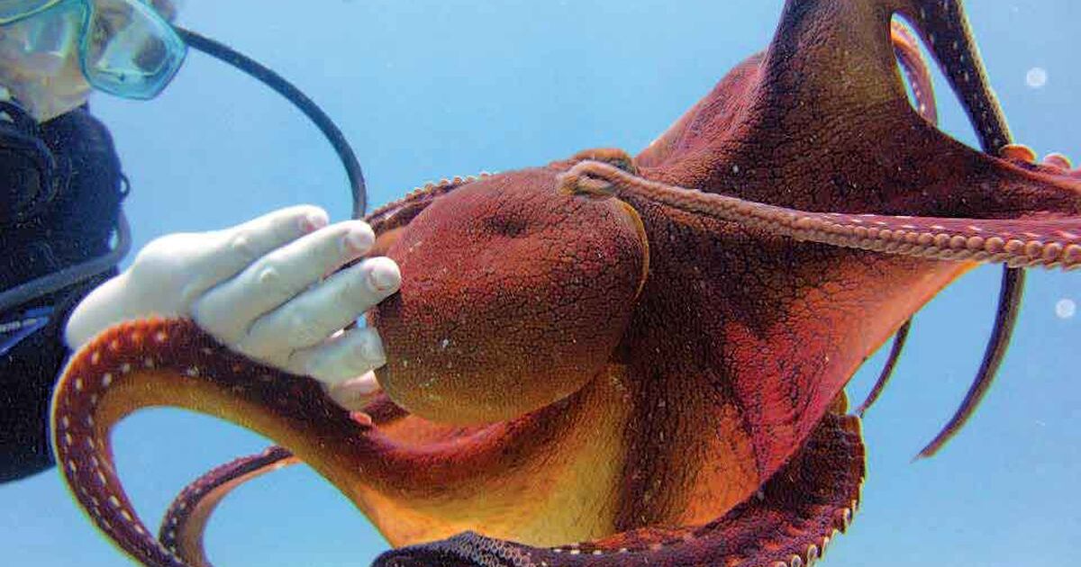 Army, Cornell researchers study octopus skin to use in camouflage