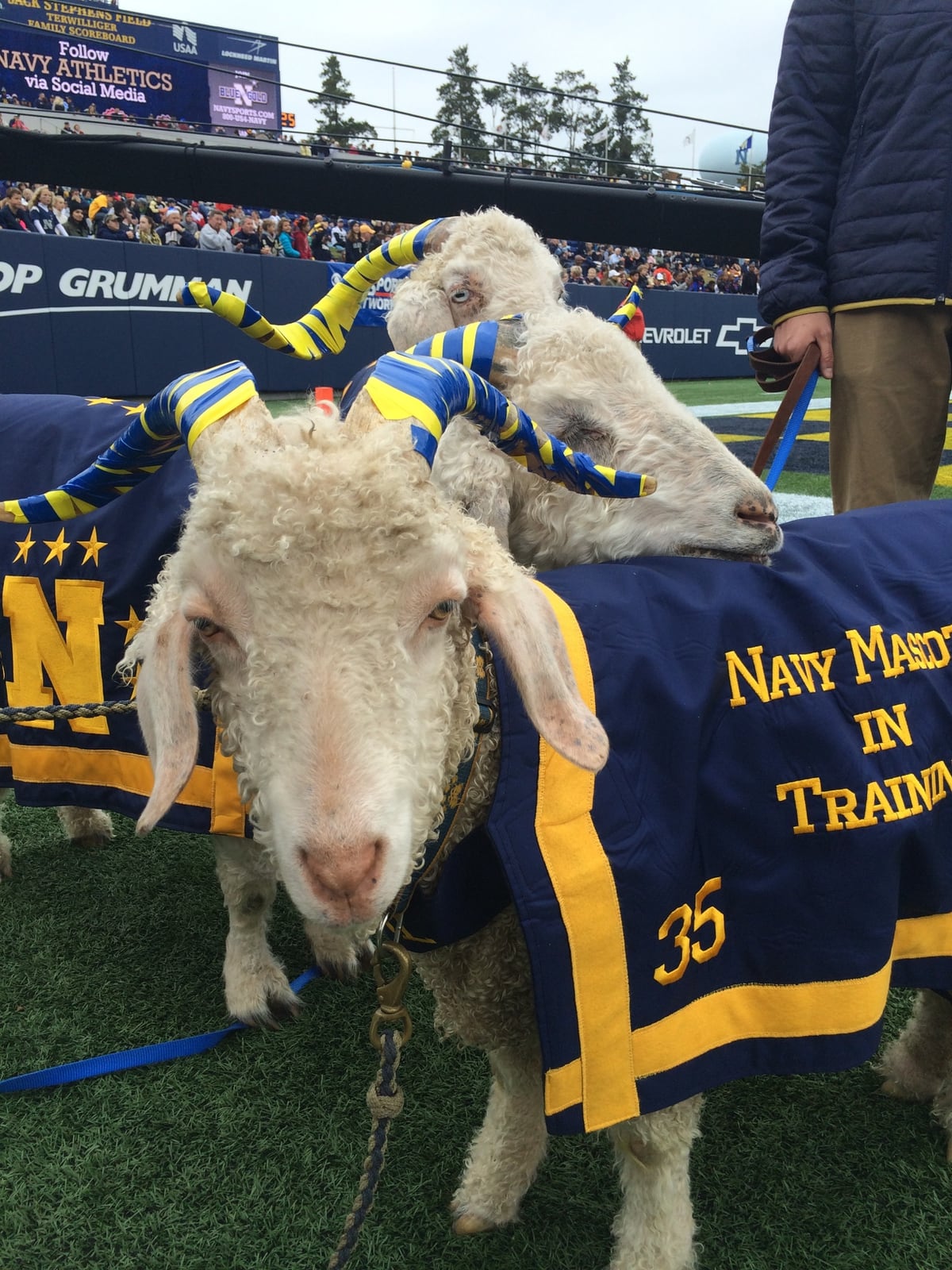 Naval Academy's goat mascot passes away