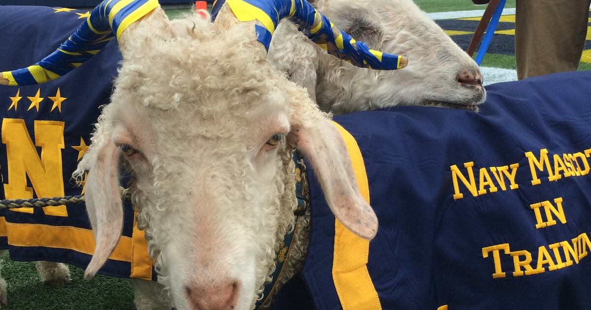 Us Naval Academy Navy Goat Logo Canvas