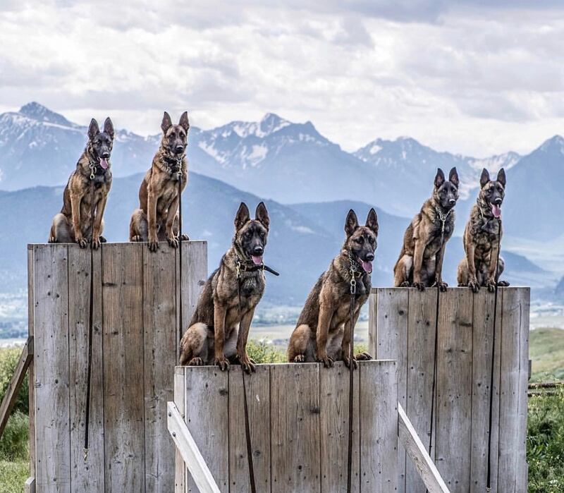 This veteran-owned company trains some of the best protection dogs in ...