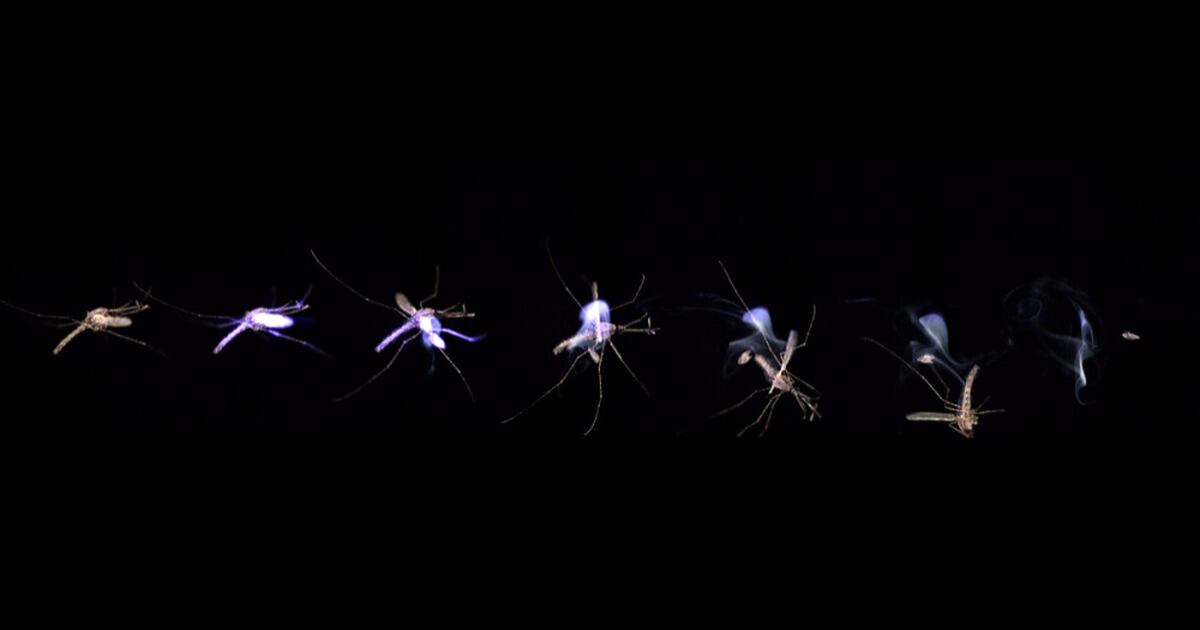 Laser zaps mosquitoes out of the sky