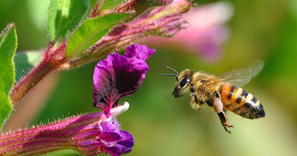 Honey BAE? Navy contractor helps to save bees in Austin