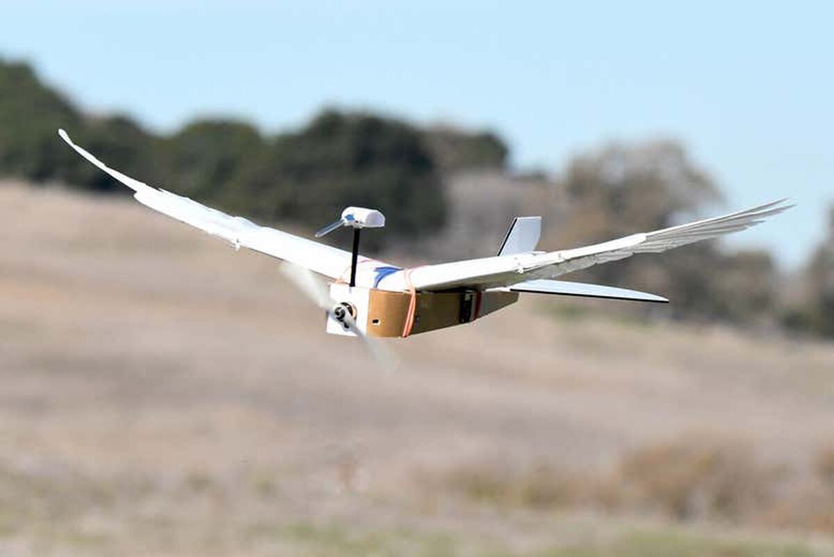 Why did the military research a pigeon-feathered drone?