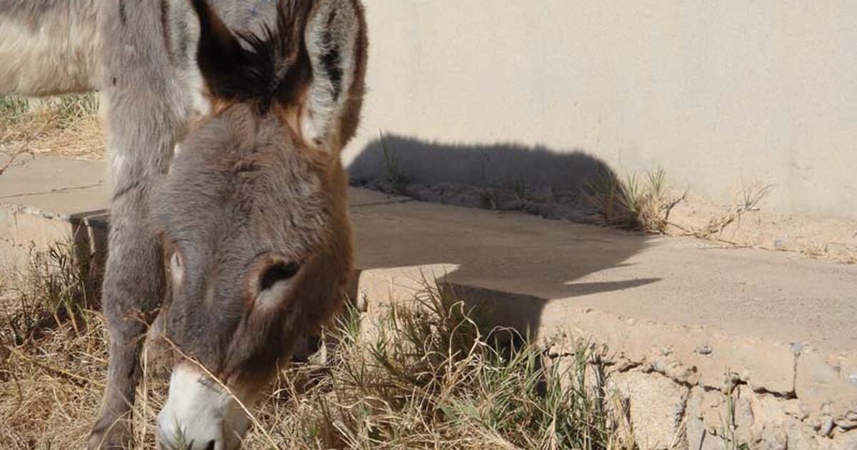 Smoke the donkey heading to the U.S.