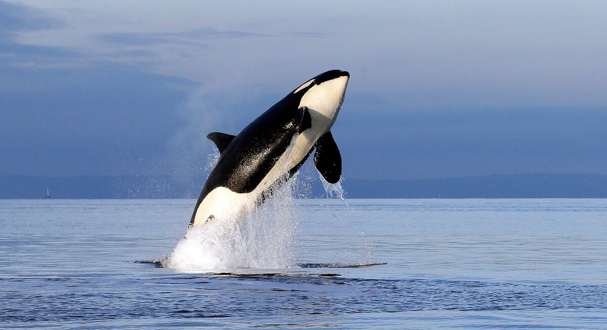 Navy range exempted from proposed orca protection measures