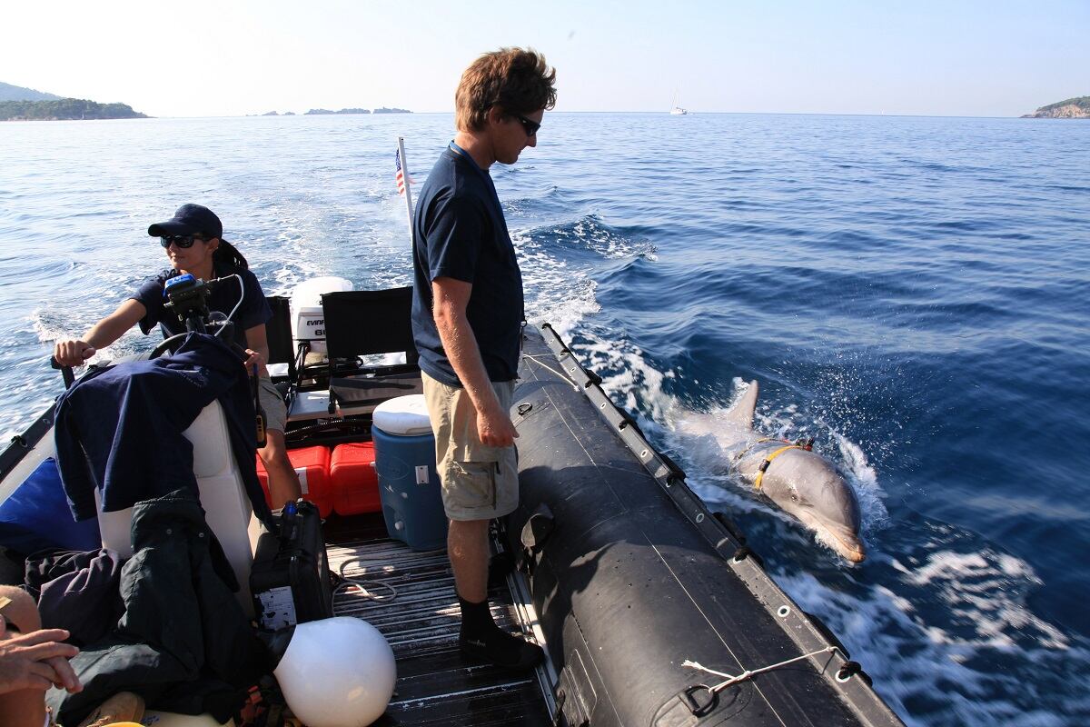 Navy practices with key anti-mine asset: dolphins