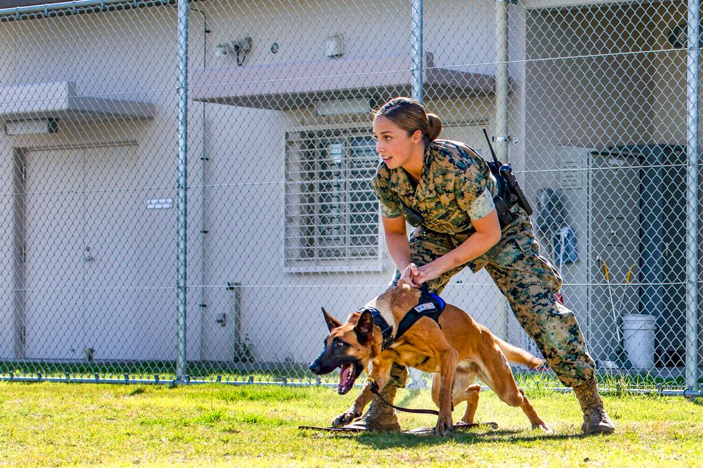 This top military working dog is a Purple Heart recipient with nearly ...