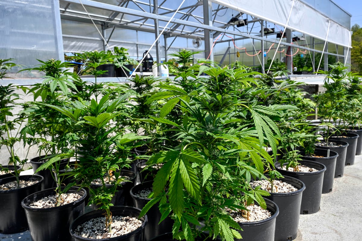 What Does Marijuana Reclassification Mean, Anyway? What Does Marijuana Reclassification Mean, Anyway?
