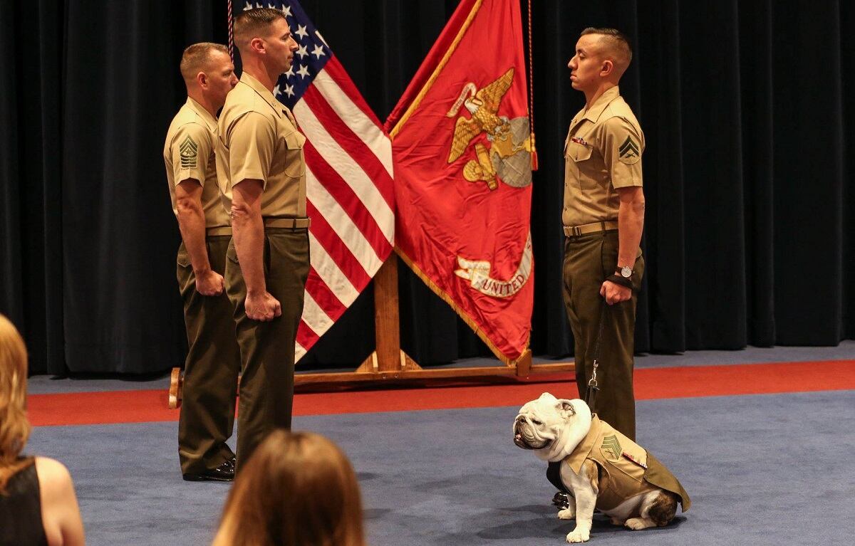 Beloved Marine mascot Chesty XIV retires