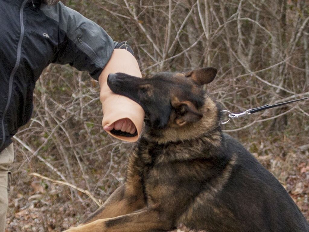 Military dogs get ‘real feel’ bite training with fake skin sleeves that ...