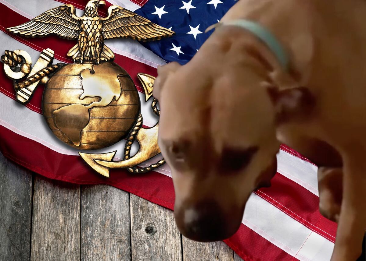 Crayon-eating devil dog is destined to be a Marine