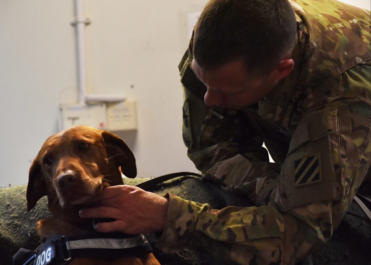 VA promises full review of all medical testing on dogs, with a goal of ...