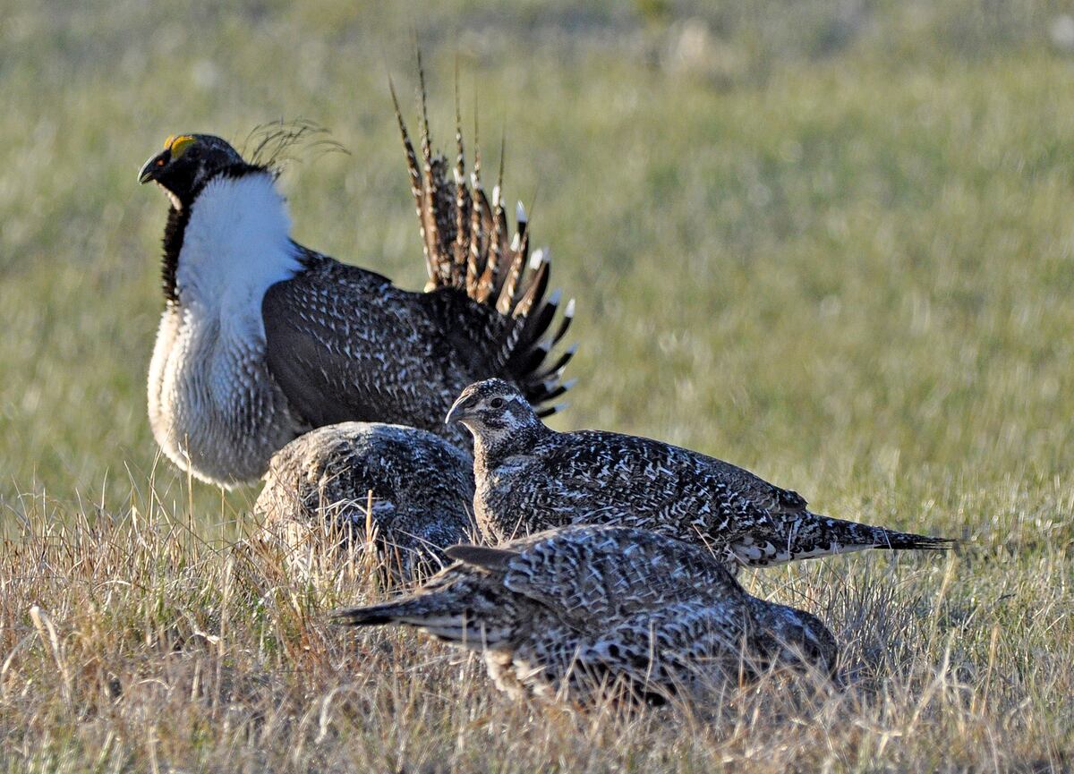 Army: Protecting sage grouse could hurt military