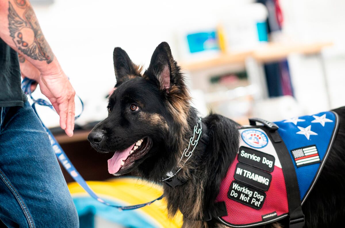 Should veterans be able to train and adopt service dogs at the VA’s ...