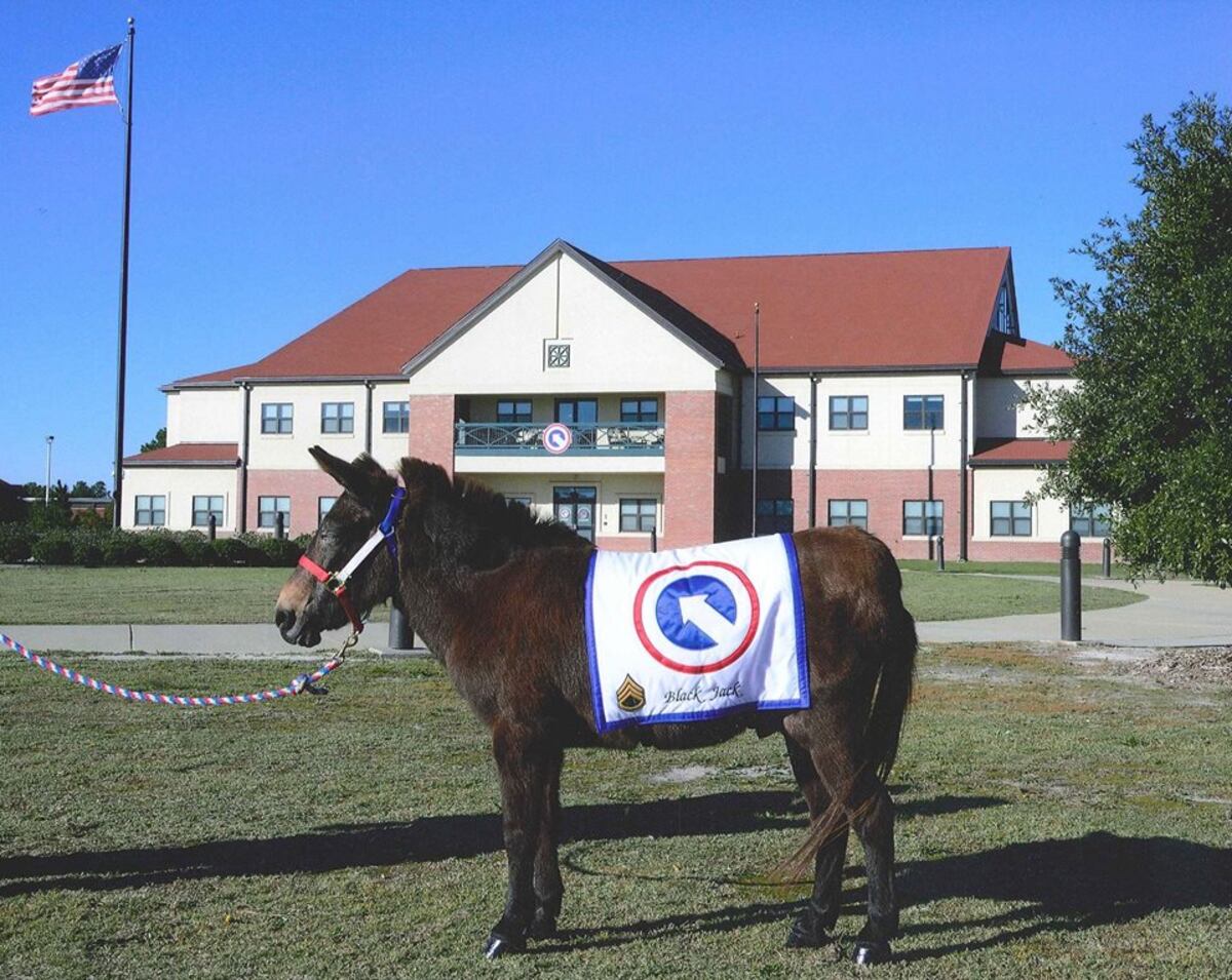 Fort Bragg command's mini-mule mascot, Blackjack, dies