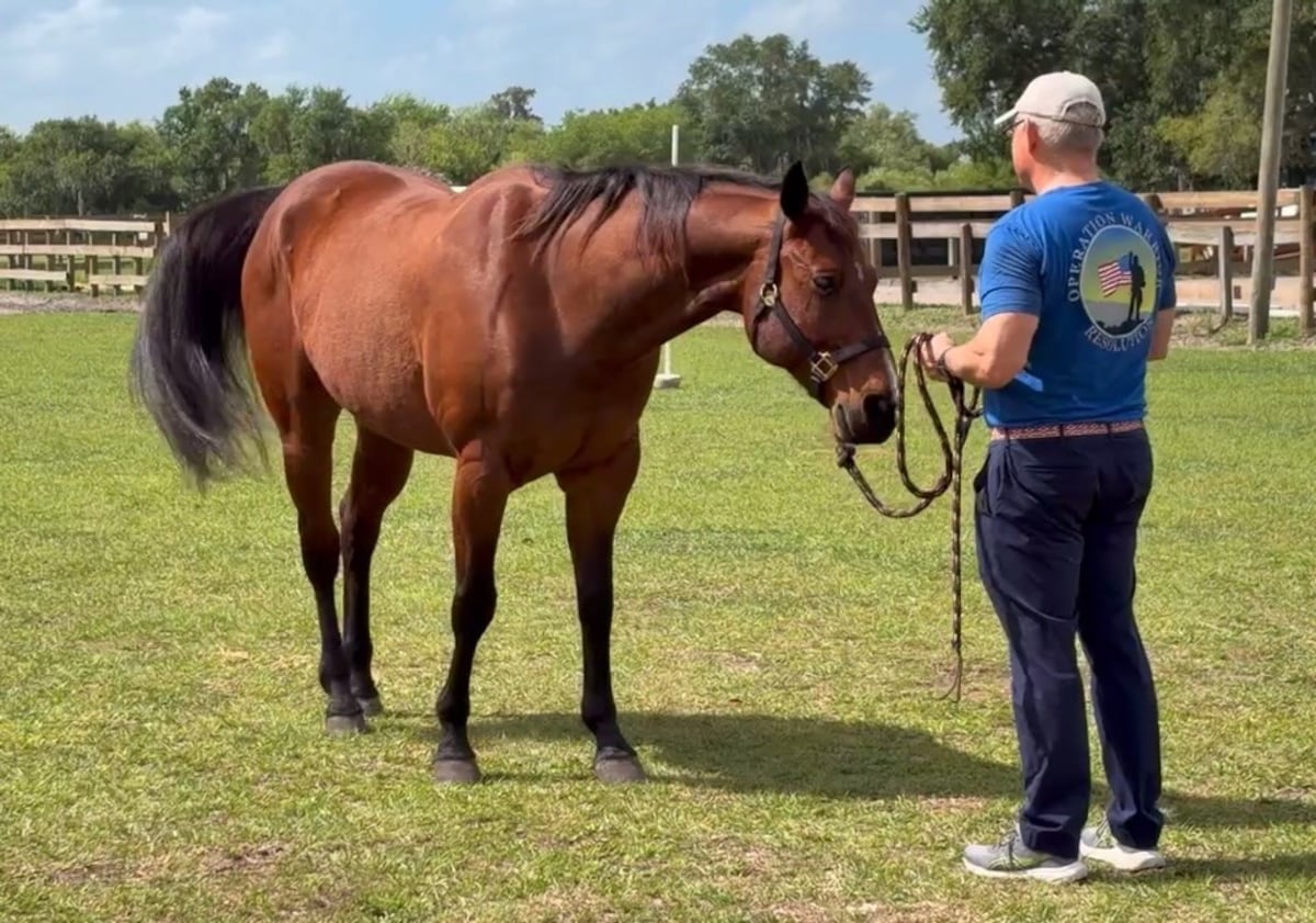 Veterans Find Healing Through Equine-Assisted Therapy