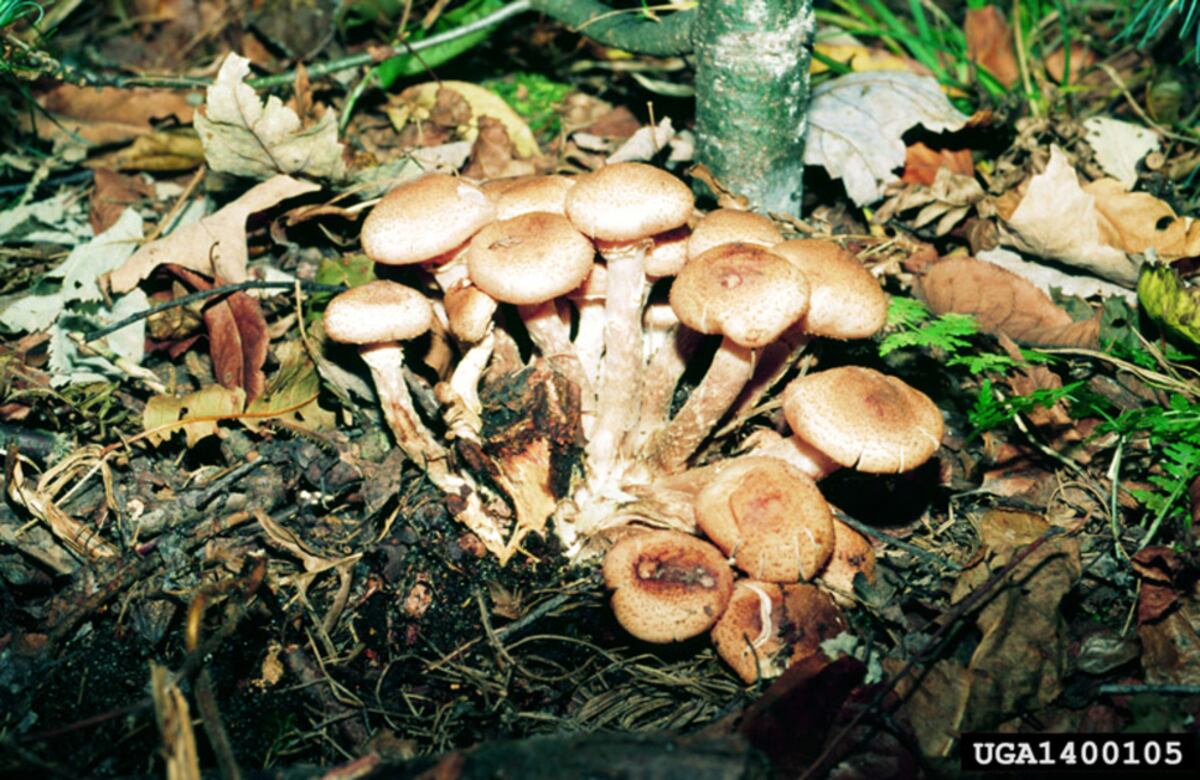 Thanks to the Navy, scientists discovered the infamous ‘humongous fungus’