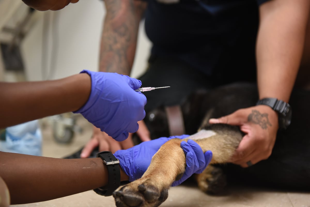 Despite objections, VA secretary backs continuing canine medical testing