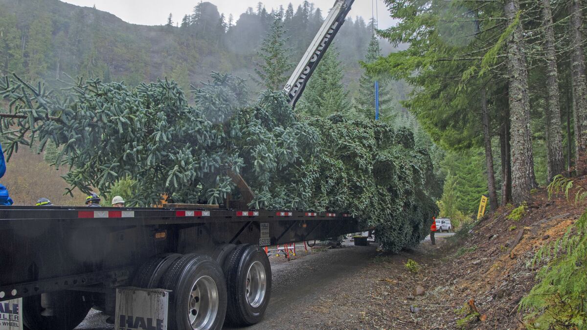 Forest Service launches online Christmas tree permit tool