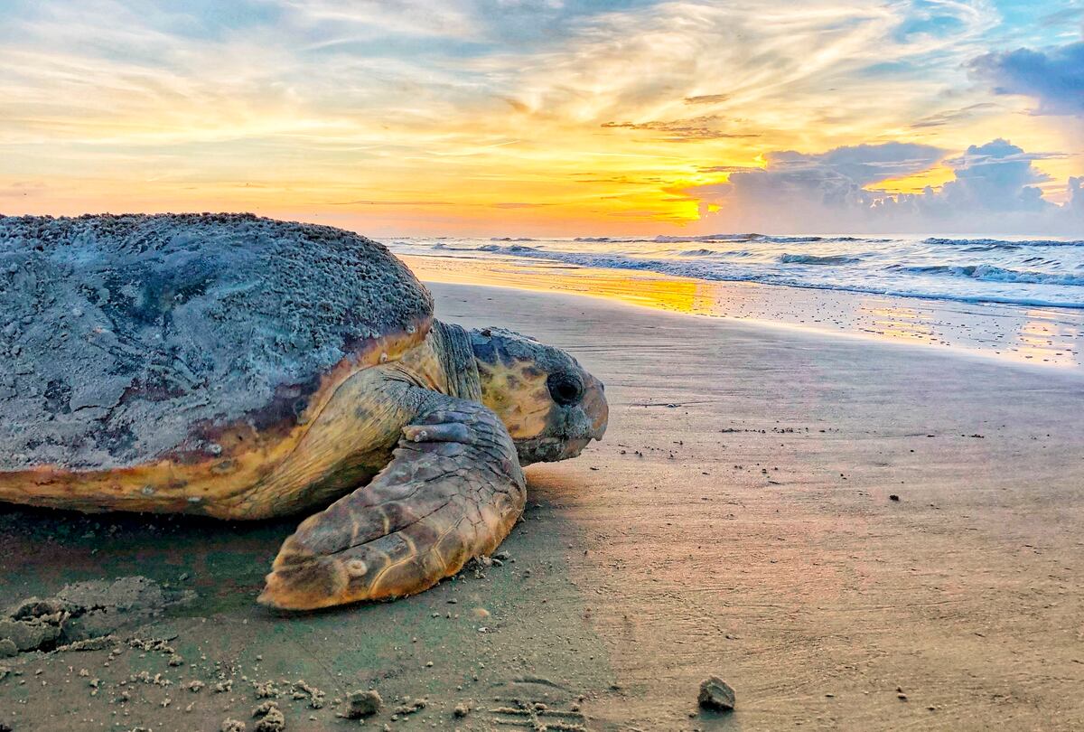 Army Engineer Corps to study dredging threat to sea turtles