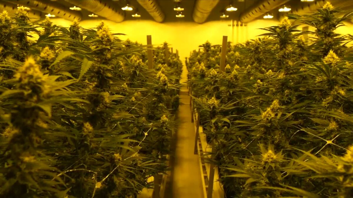 Inside Canopy Growth's Massive Cannabis Manufacturing Facility