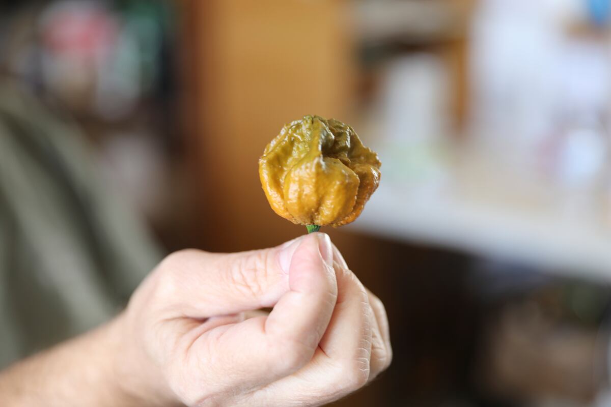Pepper X Is Now The Hottest Pepper in the World