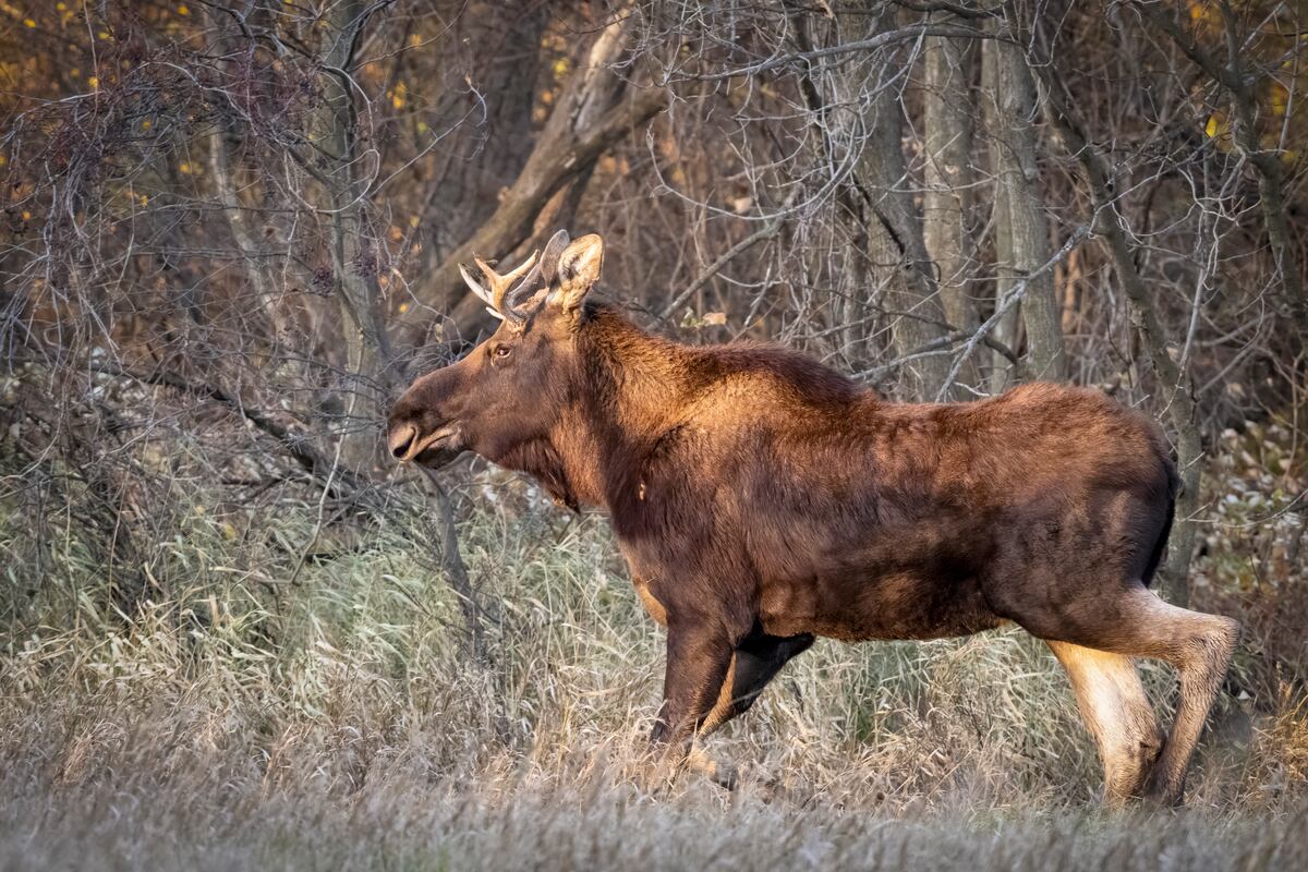 Moose Becomes Social Media Star in Minnesota