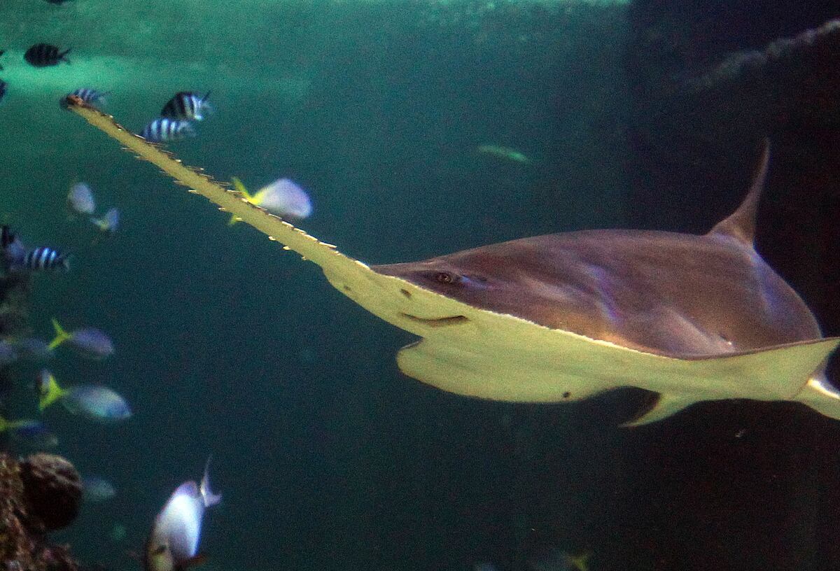 Three Endangered Sawfish Born at SeaWorld Orlando