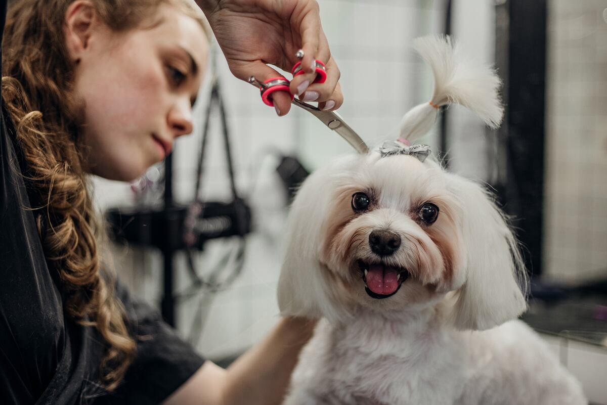 Be Well: How to Properly Groom Your Pet
