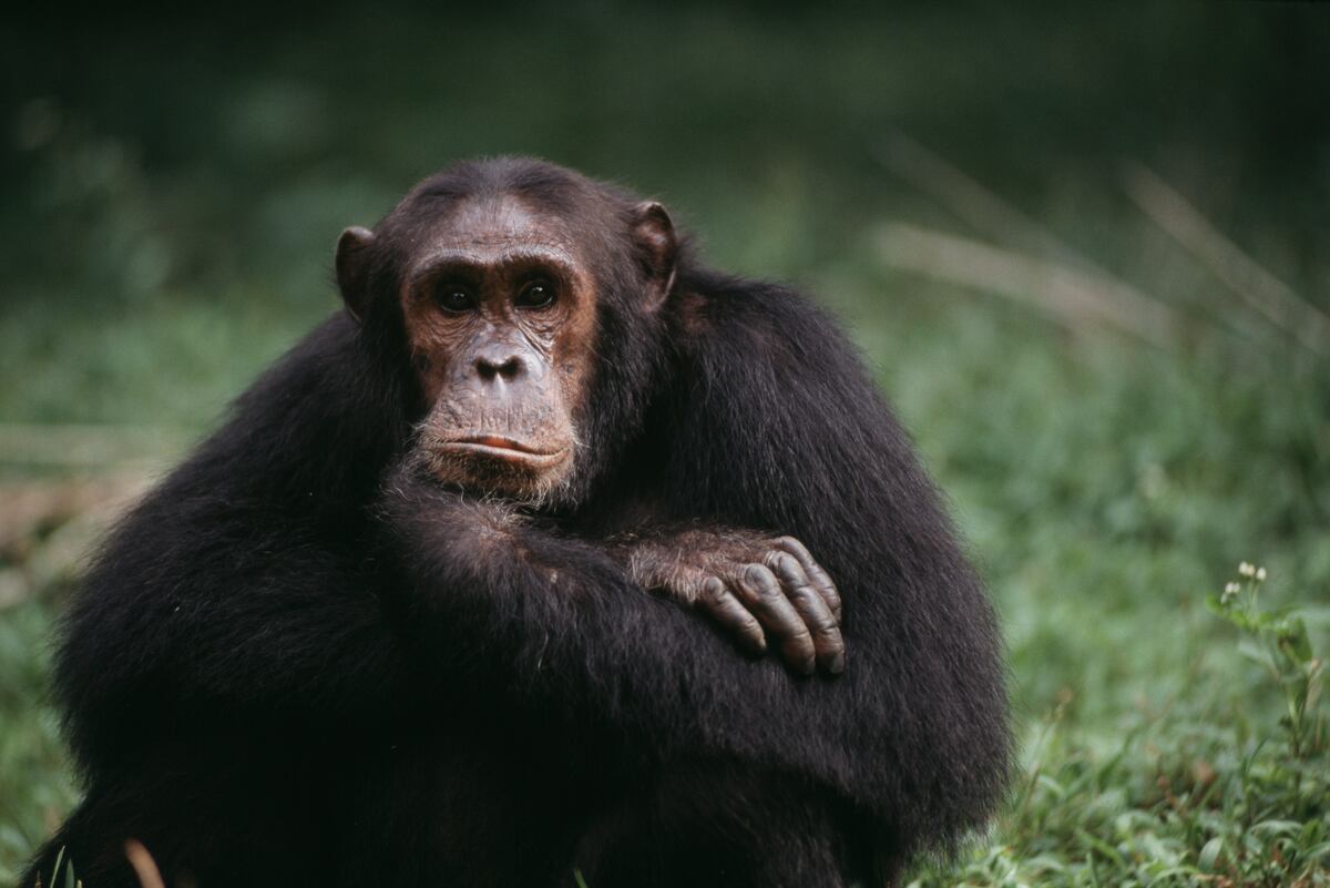 Study: Apes Have Long-Lasting Memories