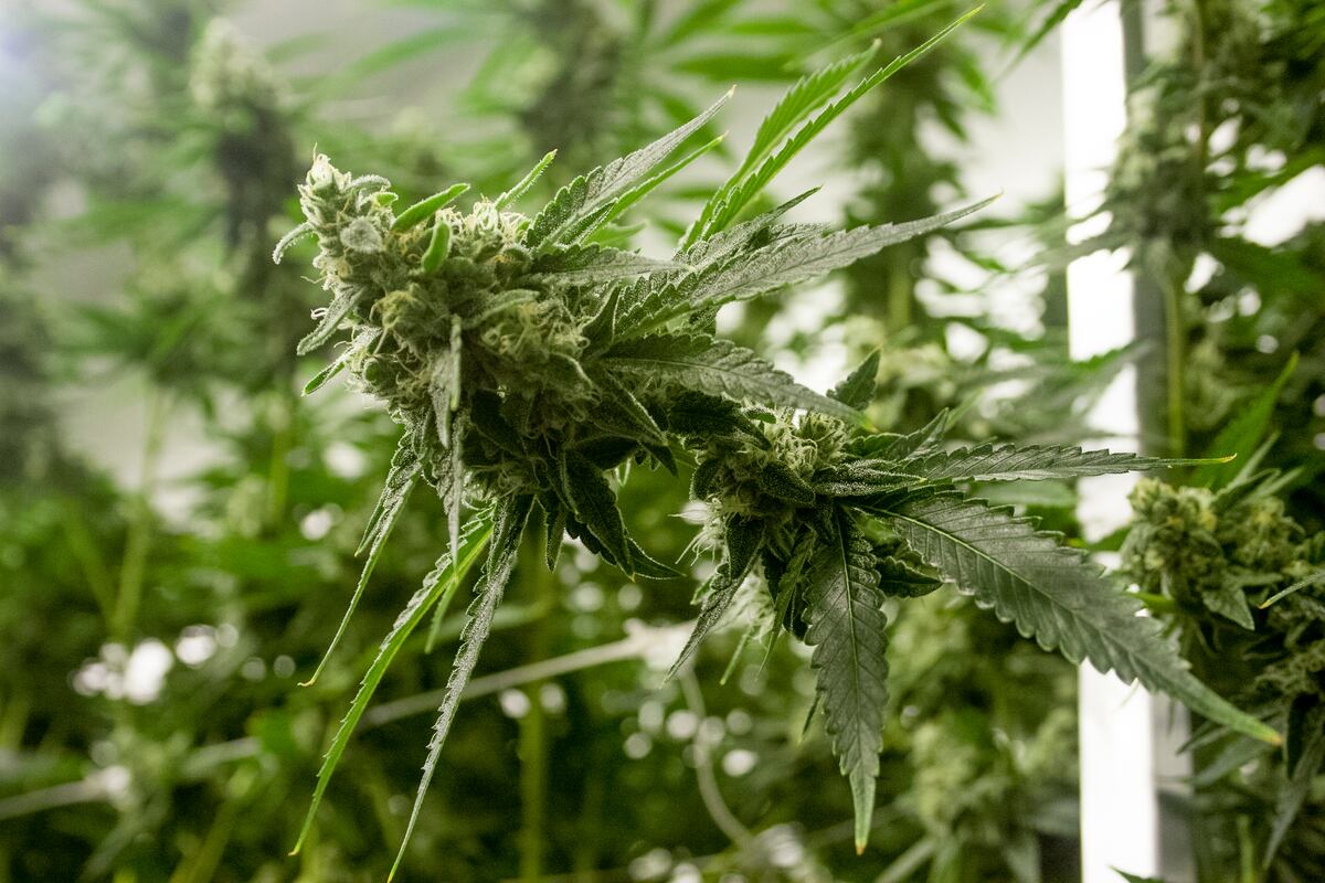 A Rare Look Inside Curaleaf's Expanded New York Cultivation Facility