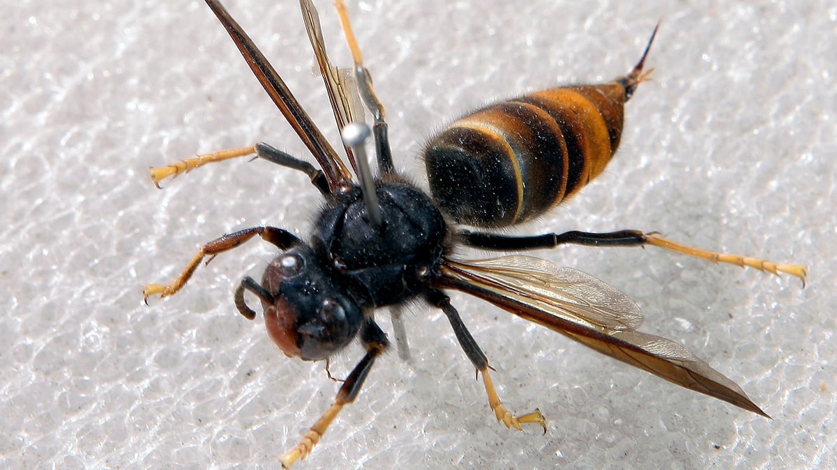 Invasive Yellow-Legged Hornet Spotted in the U.S.