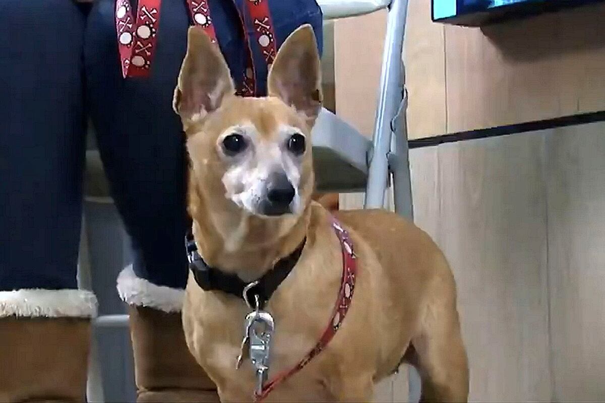 Pandemic Peaks Interest in Pet Adoption, But Risks Loom