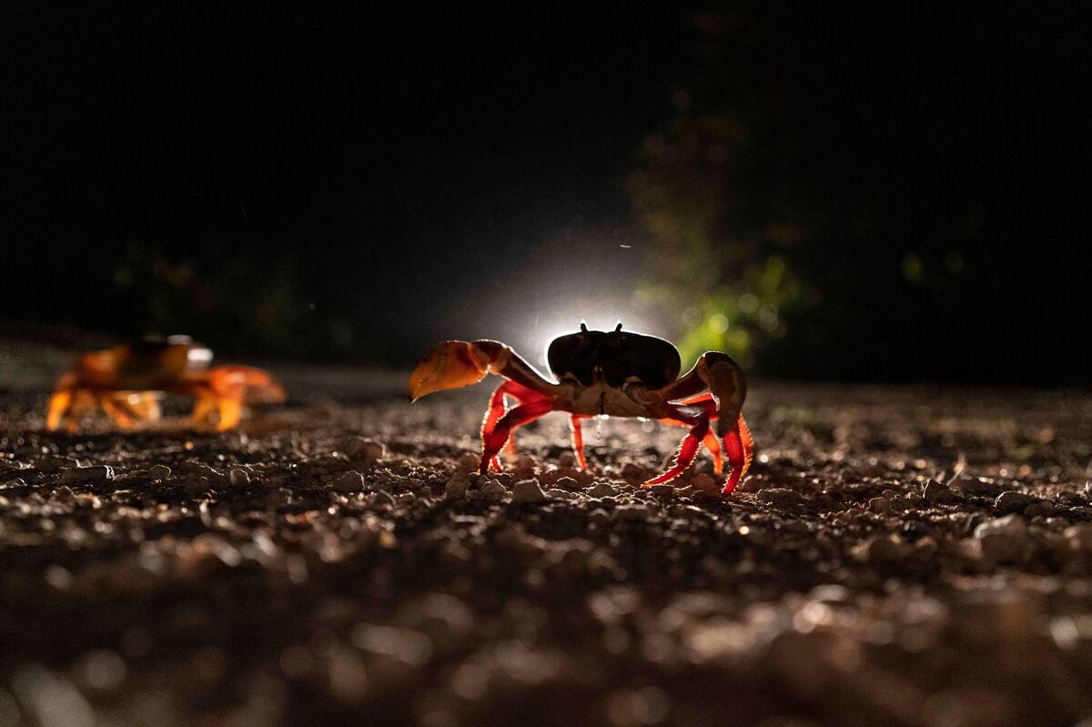 In Cuba, Crabs Embark on Perilous Migration to Bay of Pigs