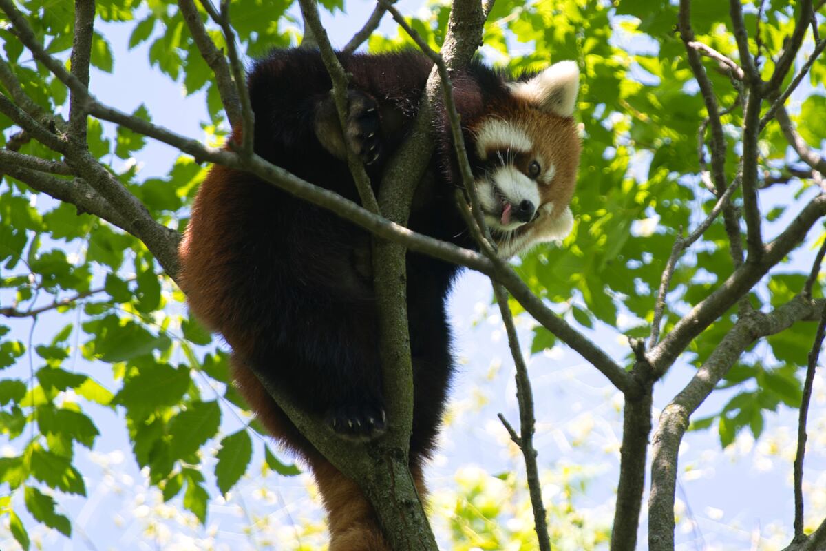 Rare Red Panda Twins Born at UK Zoo