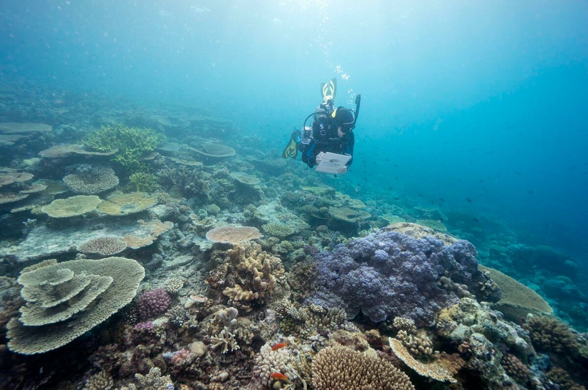 Australia Avoids UNESCO Downgrade of Great Barrier Reef