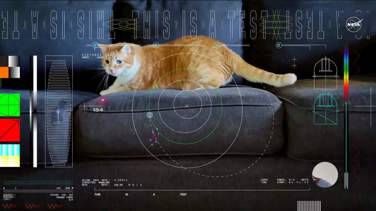 Orange Tabby Cat Named Taters Steals the Show in First Video Sent by ...