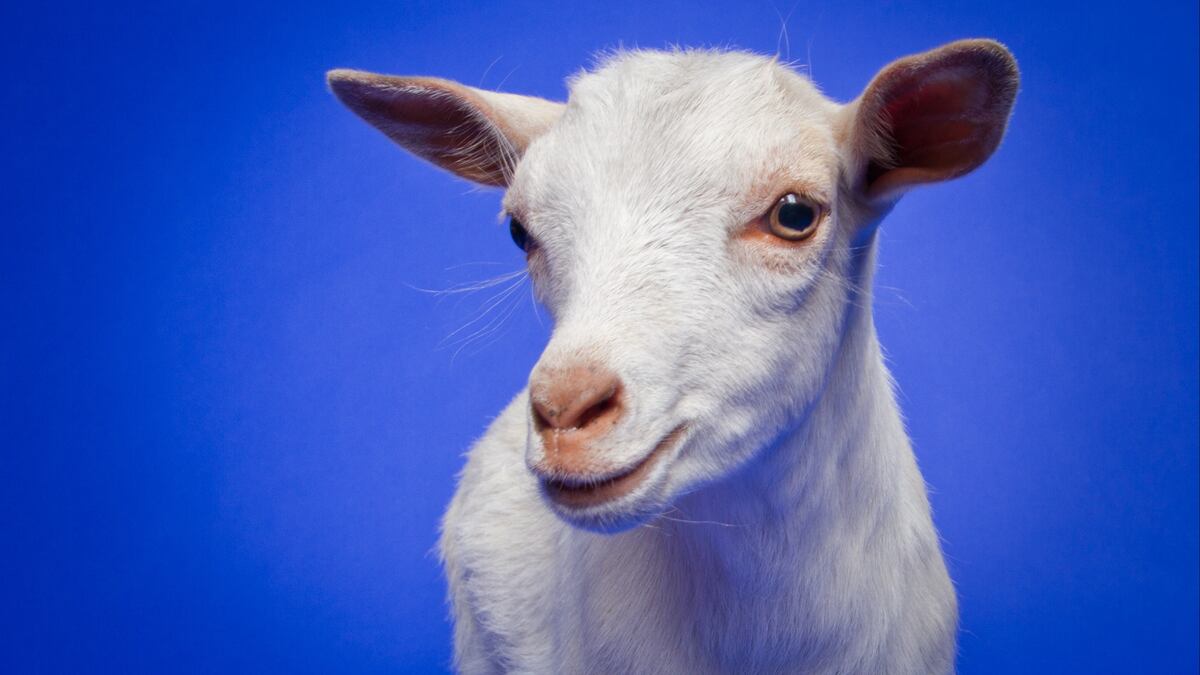 University of Florida Catches Wayward Goats