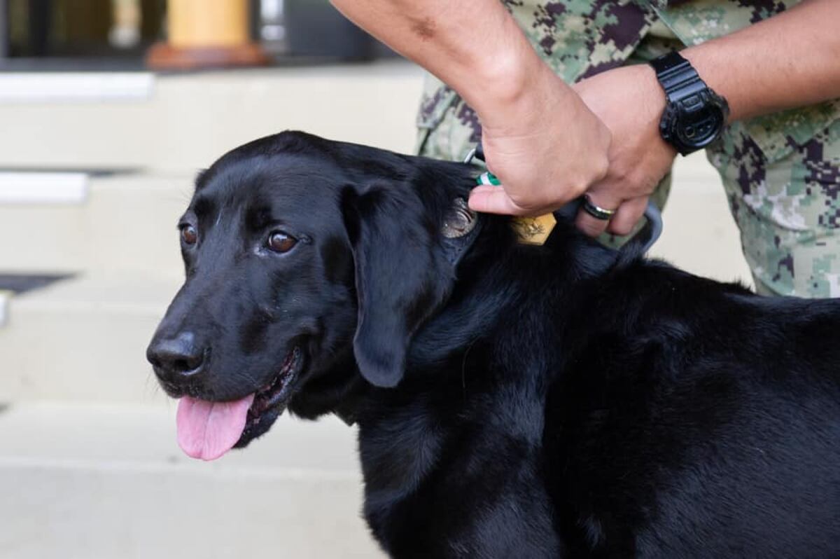 Sailors send off Bob — a very good military working dog — after a ...