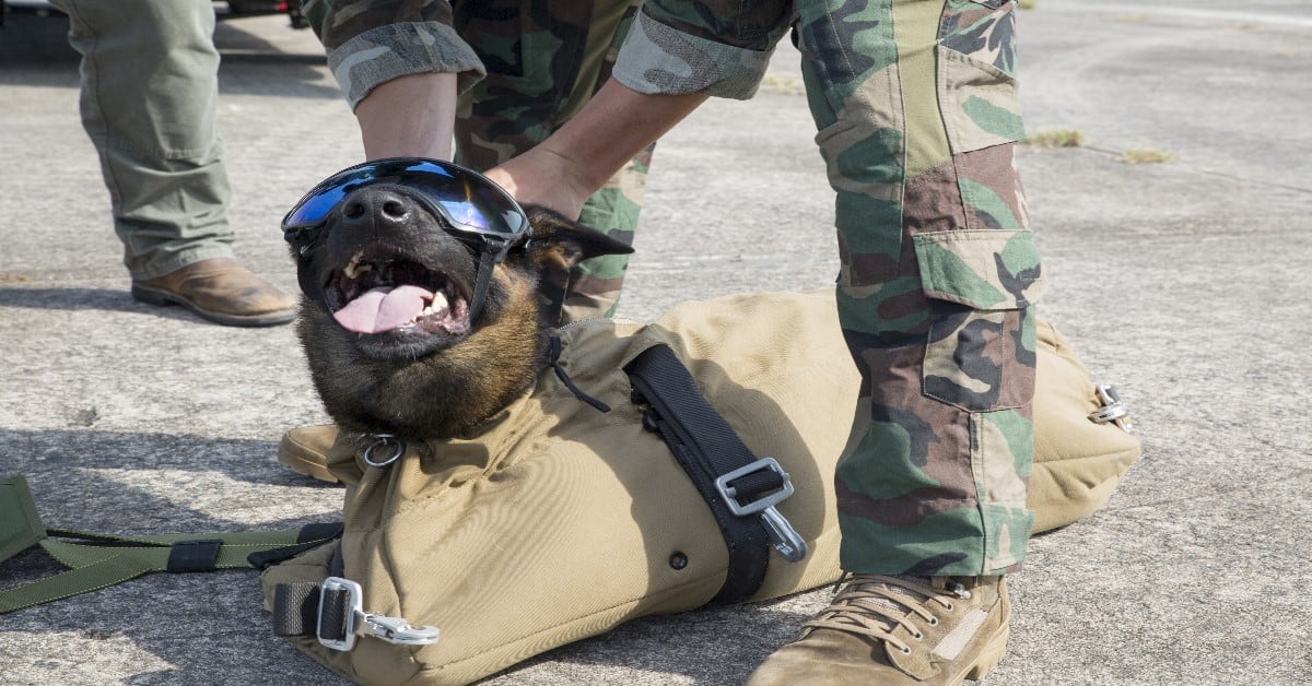 Army Rangers look to kit up their specially trained canines with ...
