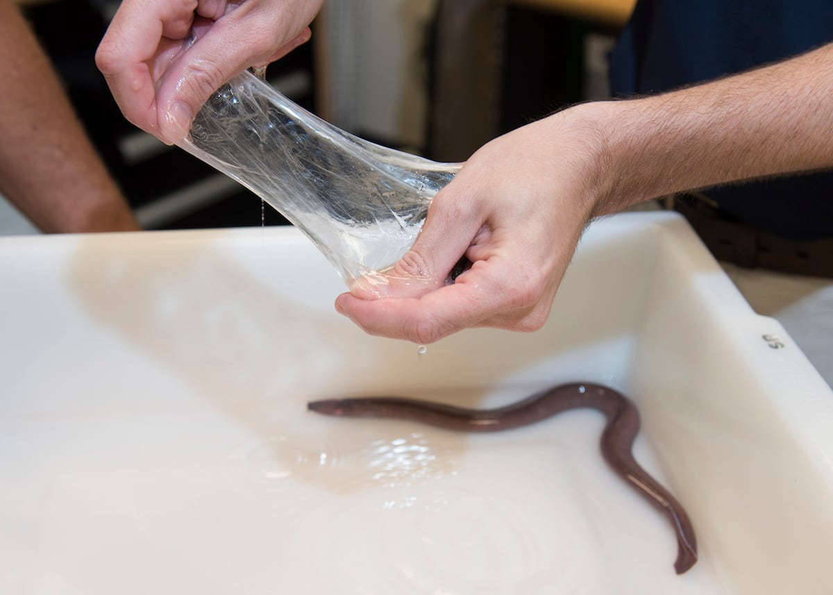 Expanding slime has captured the imagination of Navy
