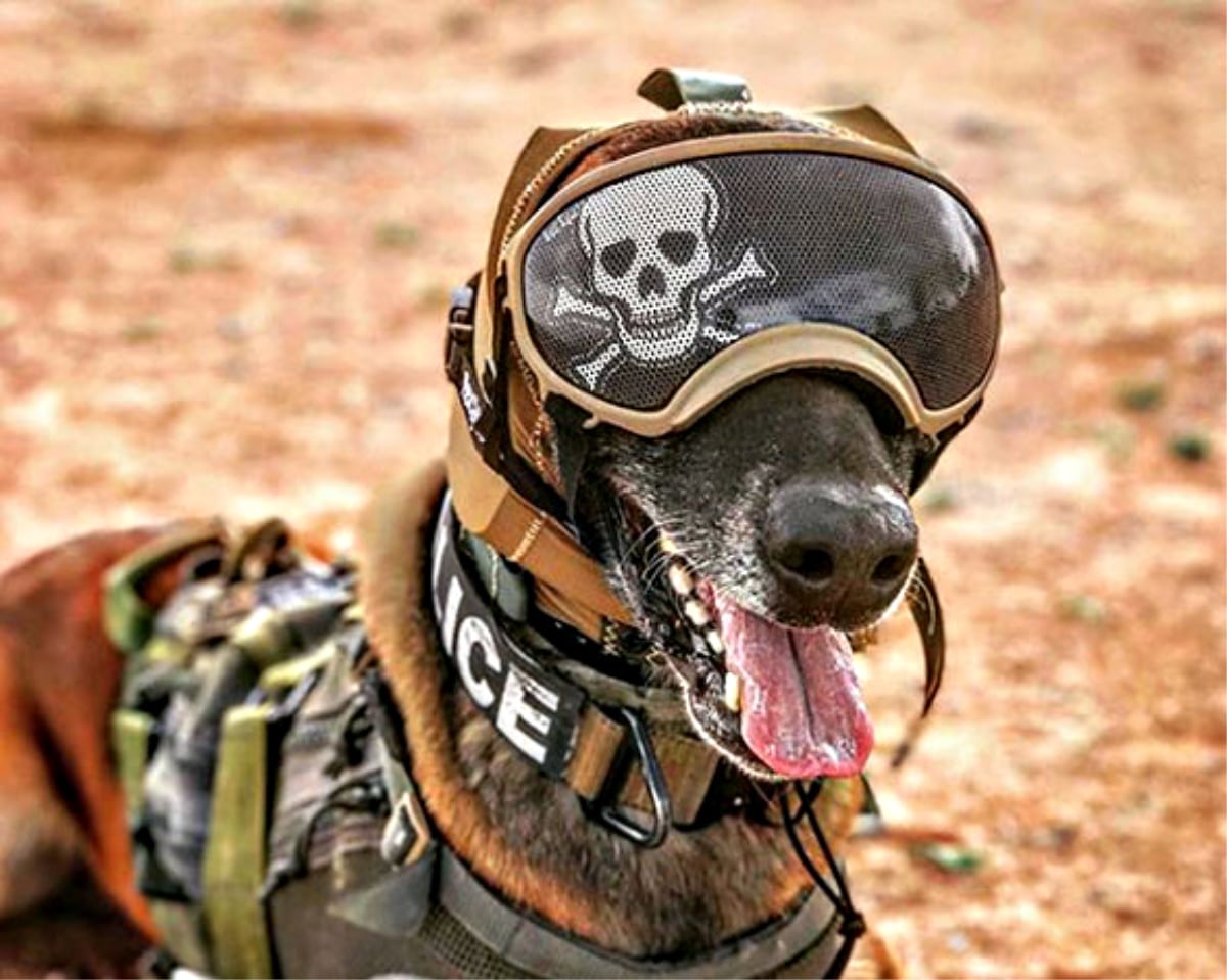 This innovative hearing protection may protect military working dogs