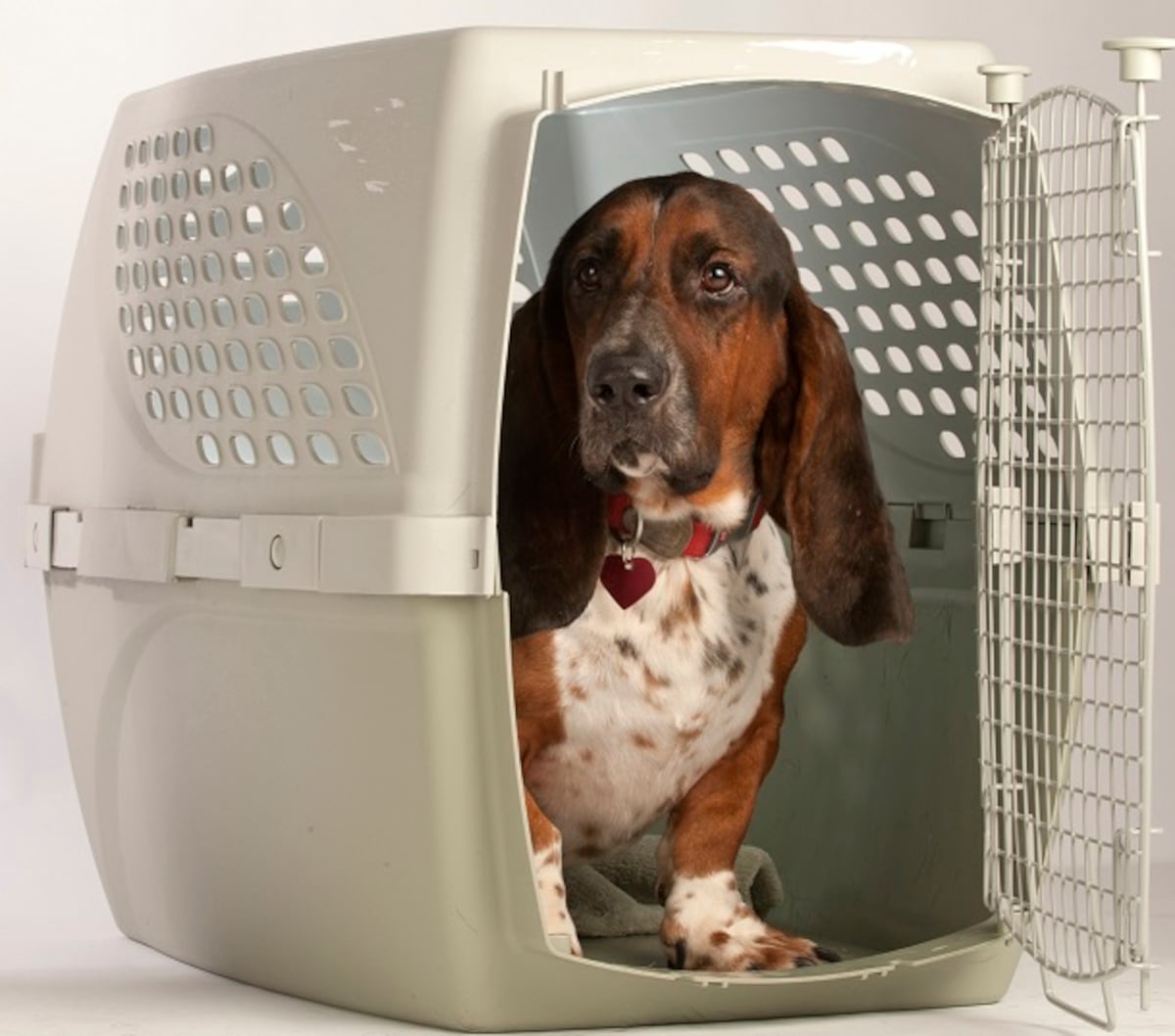 Here is where North Carolina area Marines can shelter their pets during ...