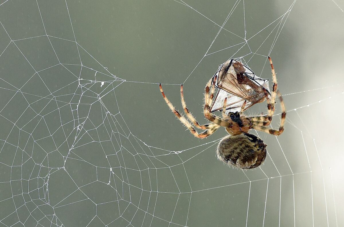 Spider silk research: From bone regeneration to bulletproof vests