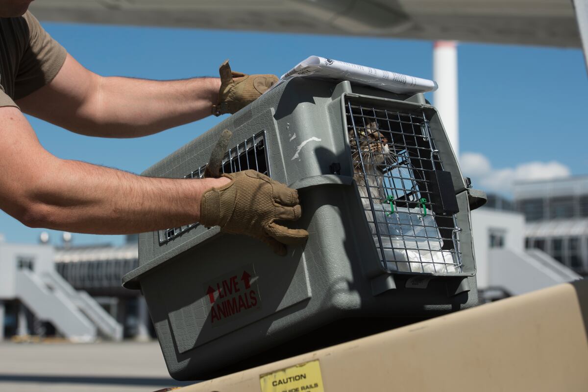 Here are the rules to get reimbursed for shipping a pet in 2024