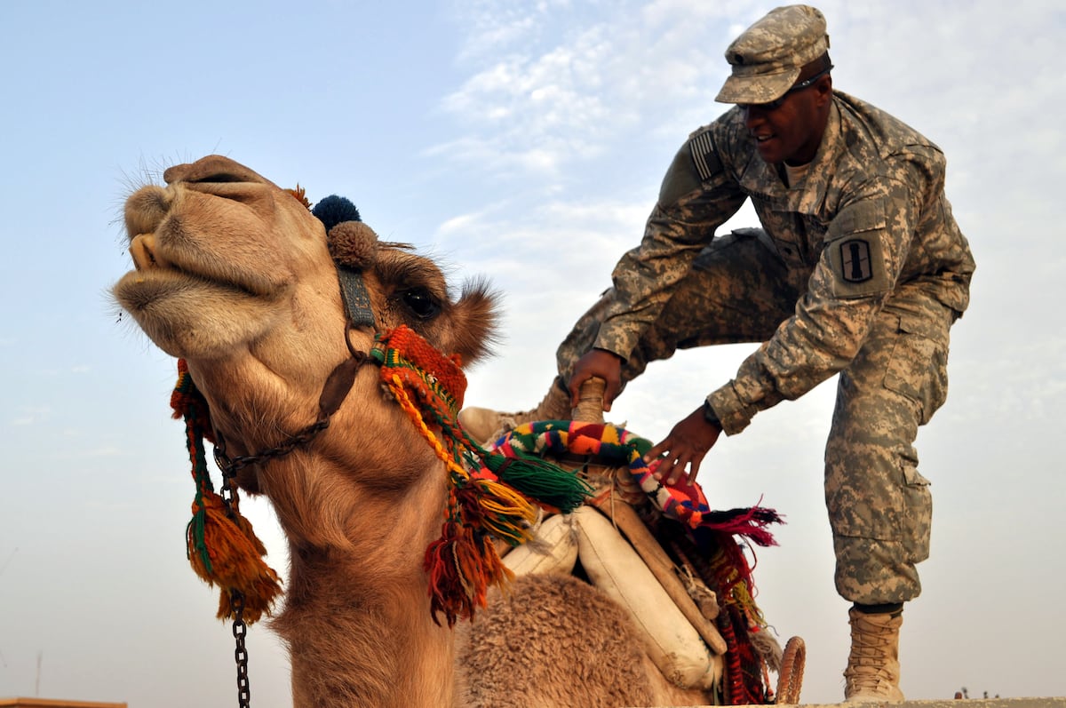 A definitive ranking of the US military’s worst animal projects