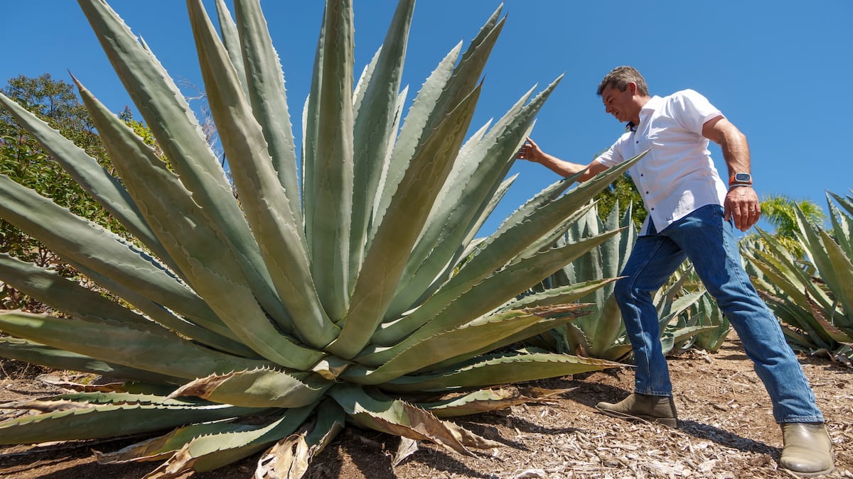 Californians Bet Agave Farming Is the Key to Weather Drought, Water Limits