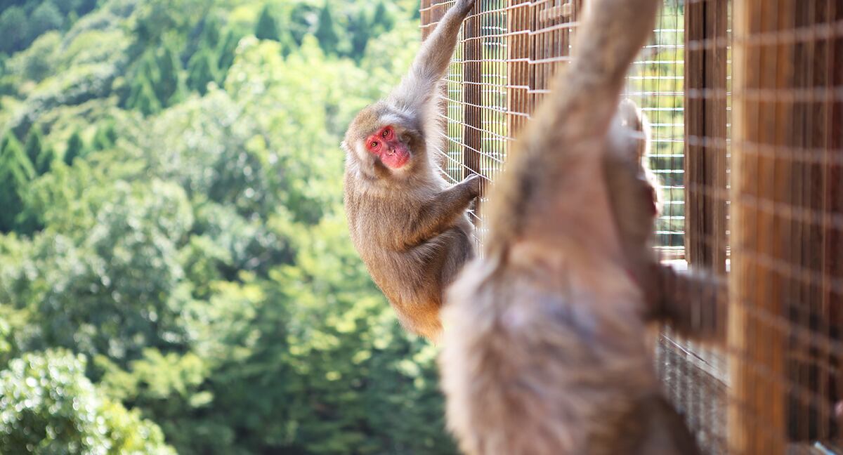 Beware of monkey, don’t make ‘eye-to-eye contact,’ Marine Corps Air ...