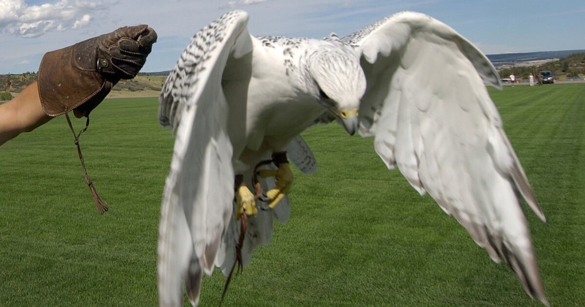 US Air Force Academy’s oldest falcon mascot dies