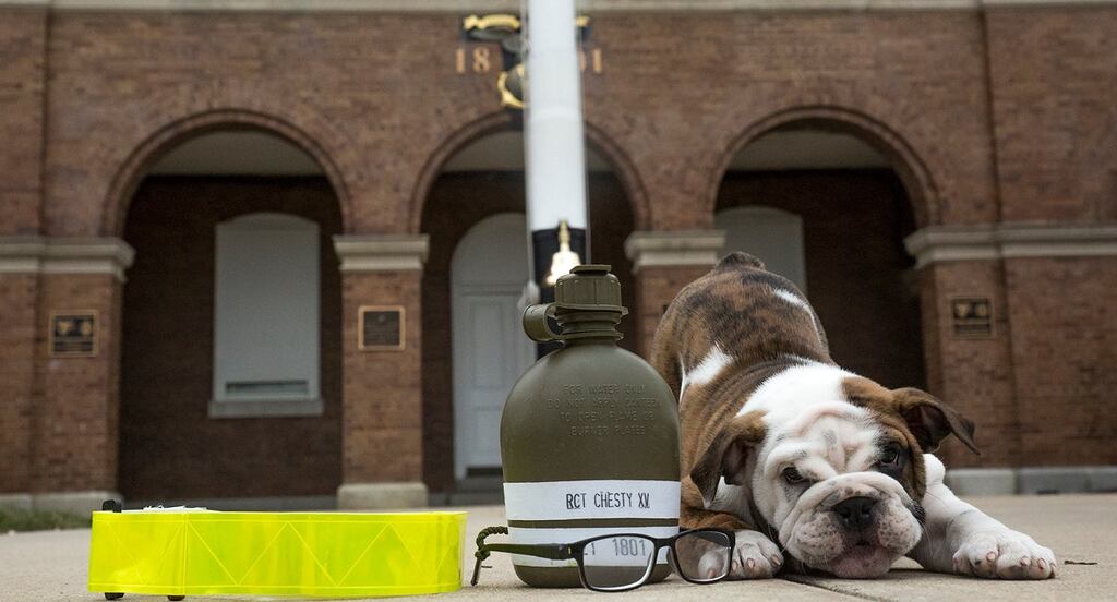 Marine brings home bombing-sniffing dog he served with in Afghanistan